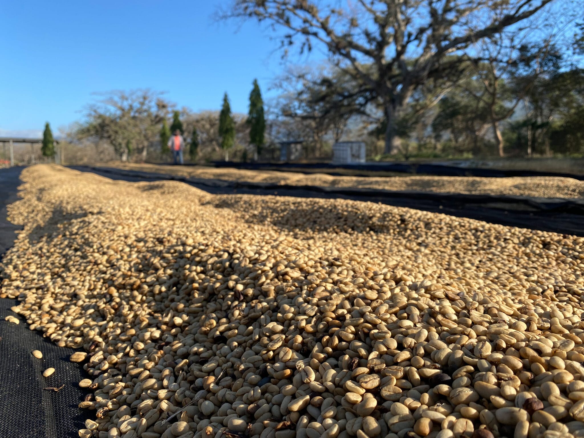 Meet Our Honduran Coffee Farmers | Sigua Growers